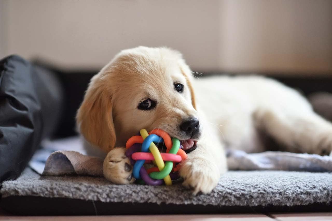 3 Best Small Dog Toothbrush Toys PetFashionWeek 3-best-small-dog-toothbrush-toys-petfashionweek